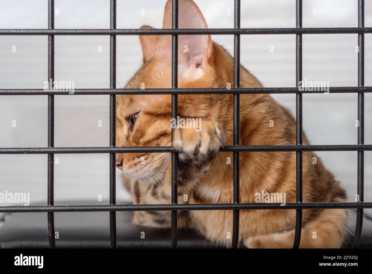 Cat prison cell hi-res stock photography and images - Alamy