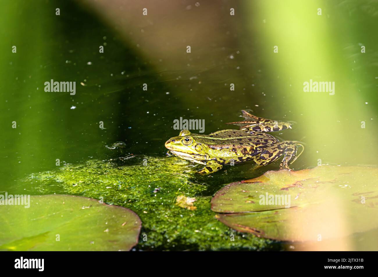 A frog in his natural habitat under the green light Stock Photo - Alamy
