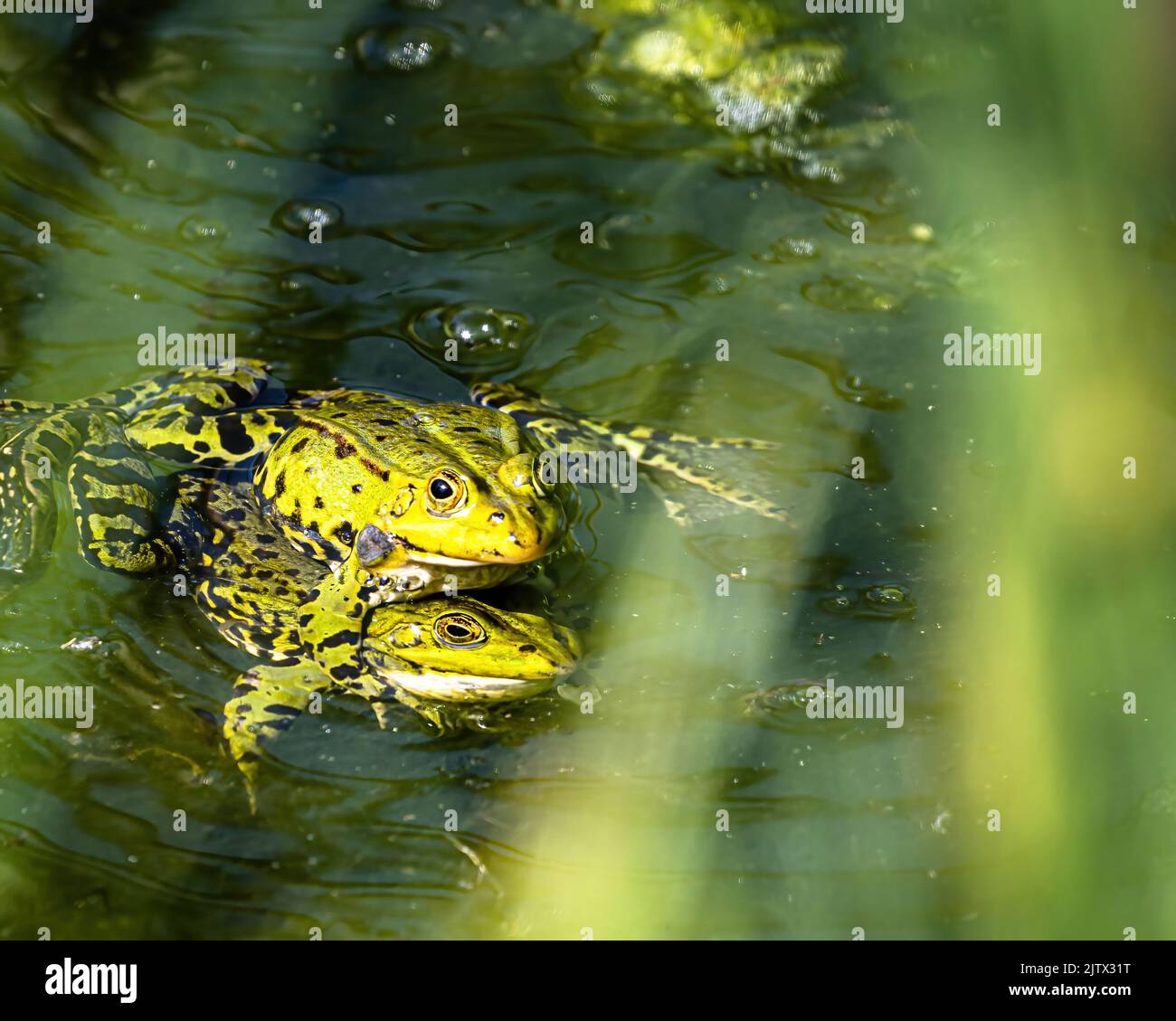 A frog in his natural habitat under the green light Stock Photo - Alamy