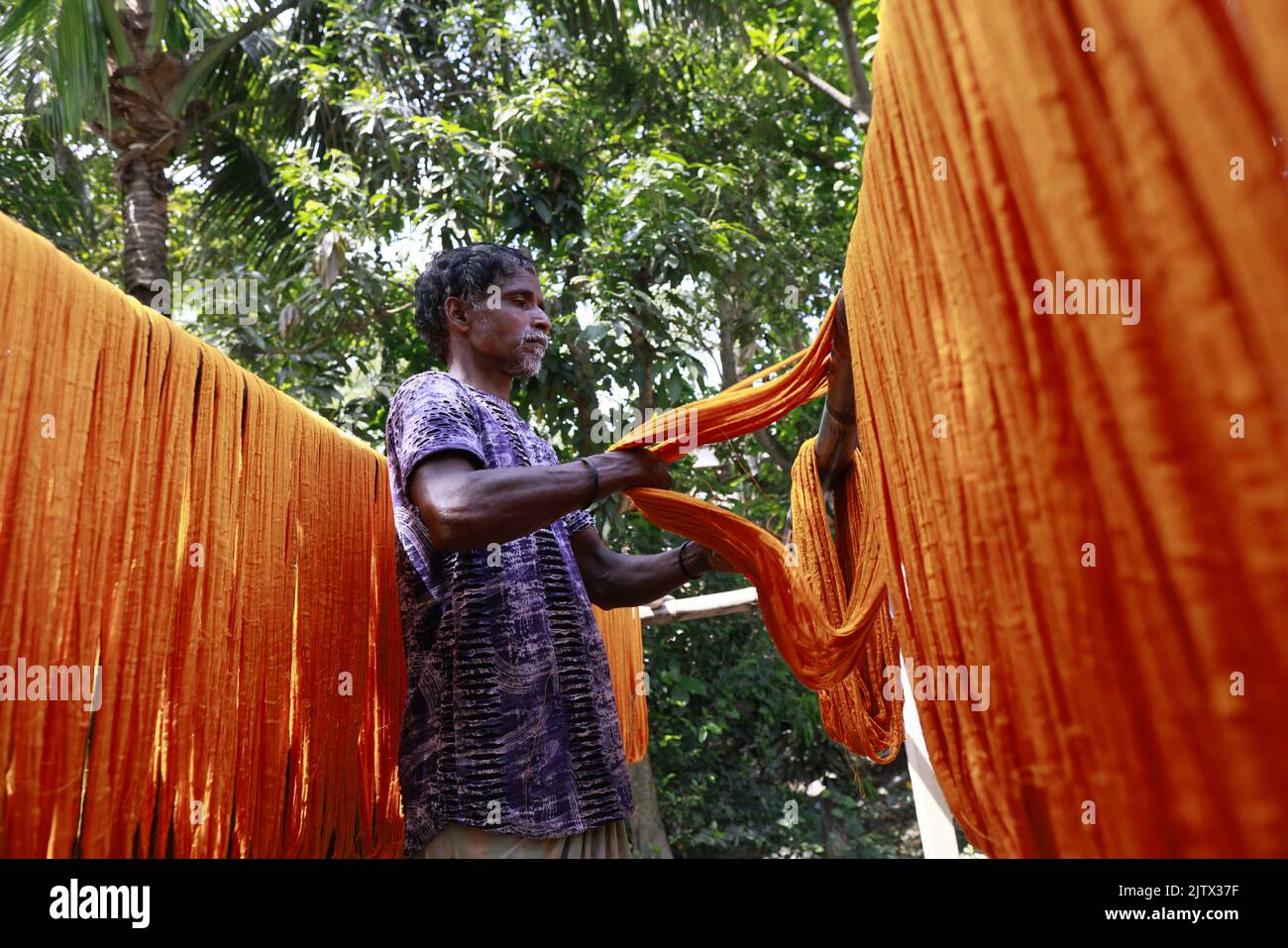 Dye-soaked yarn used for weaving traditional Lungi dry under the sun in ...