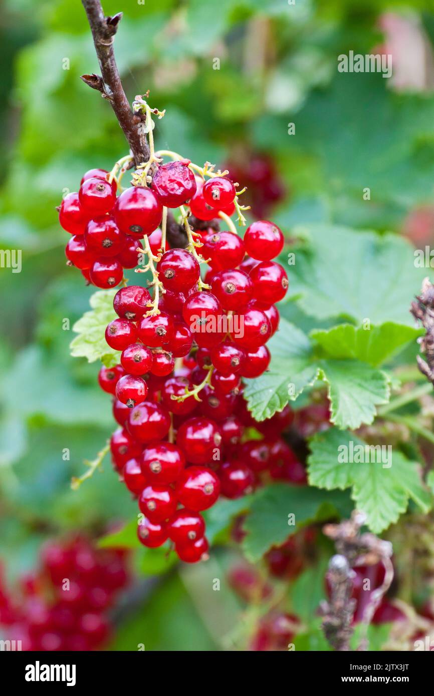 Ribisel hi-res stock photography and images - Alamy