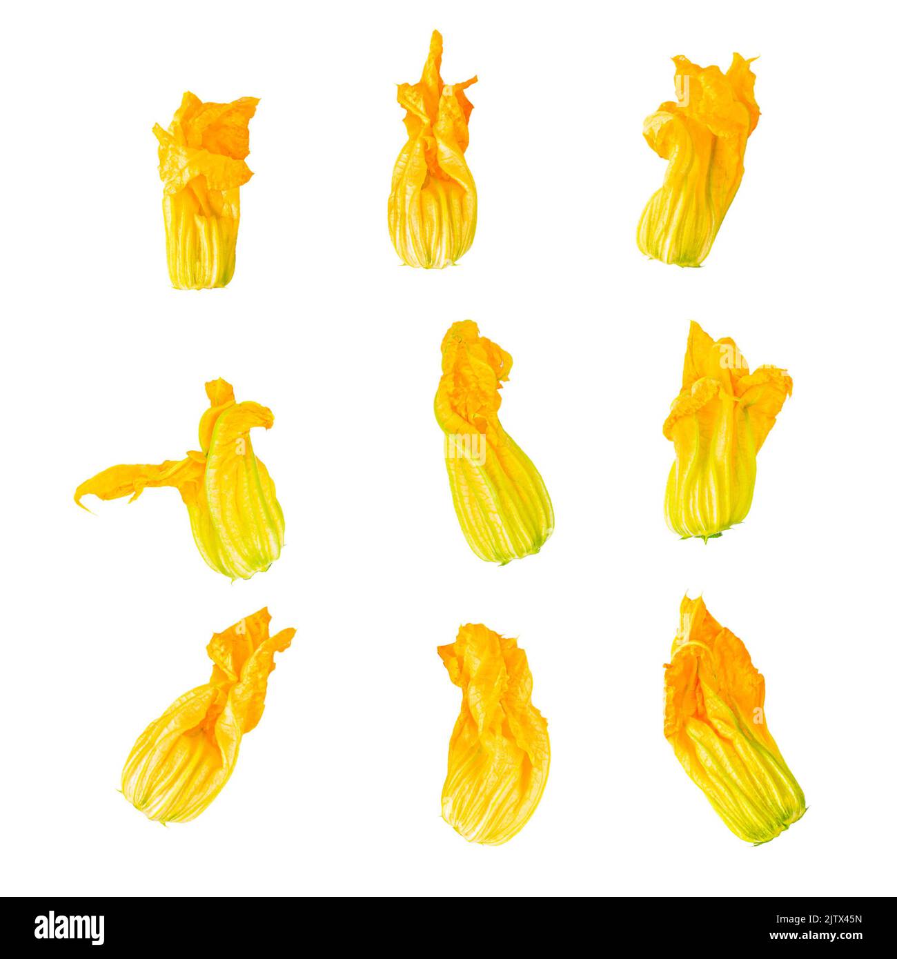 Zucchini flowers on a white background Stock Photo - Alamy