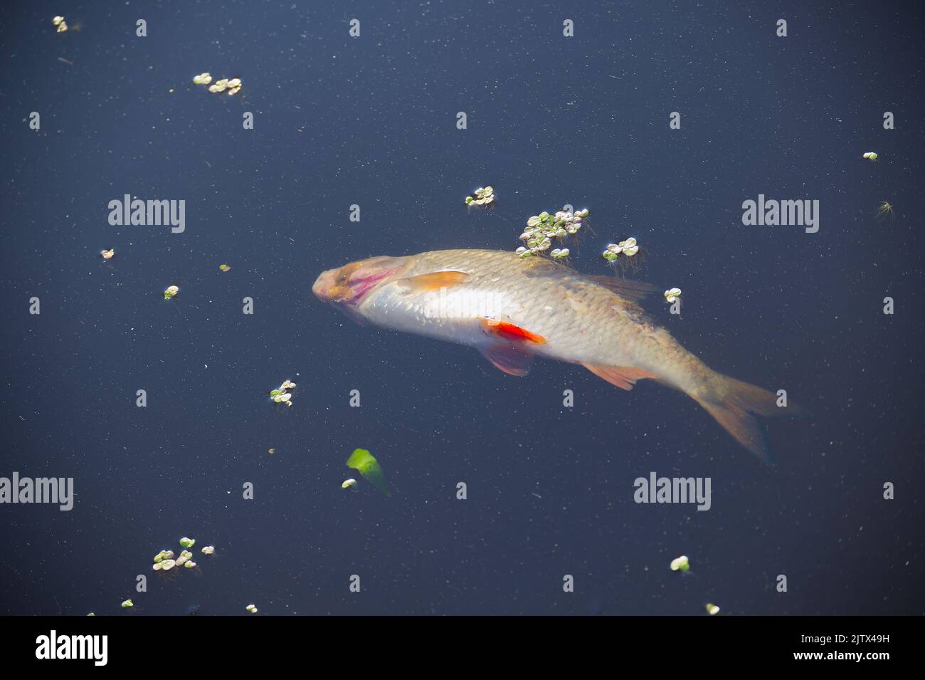 Dead fish floating in the calm dark water of pond. Ecological, water ...