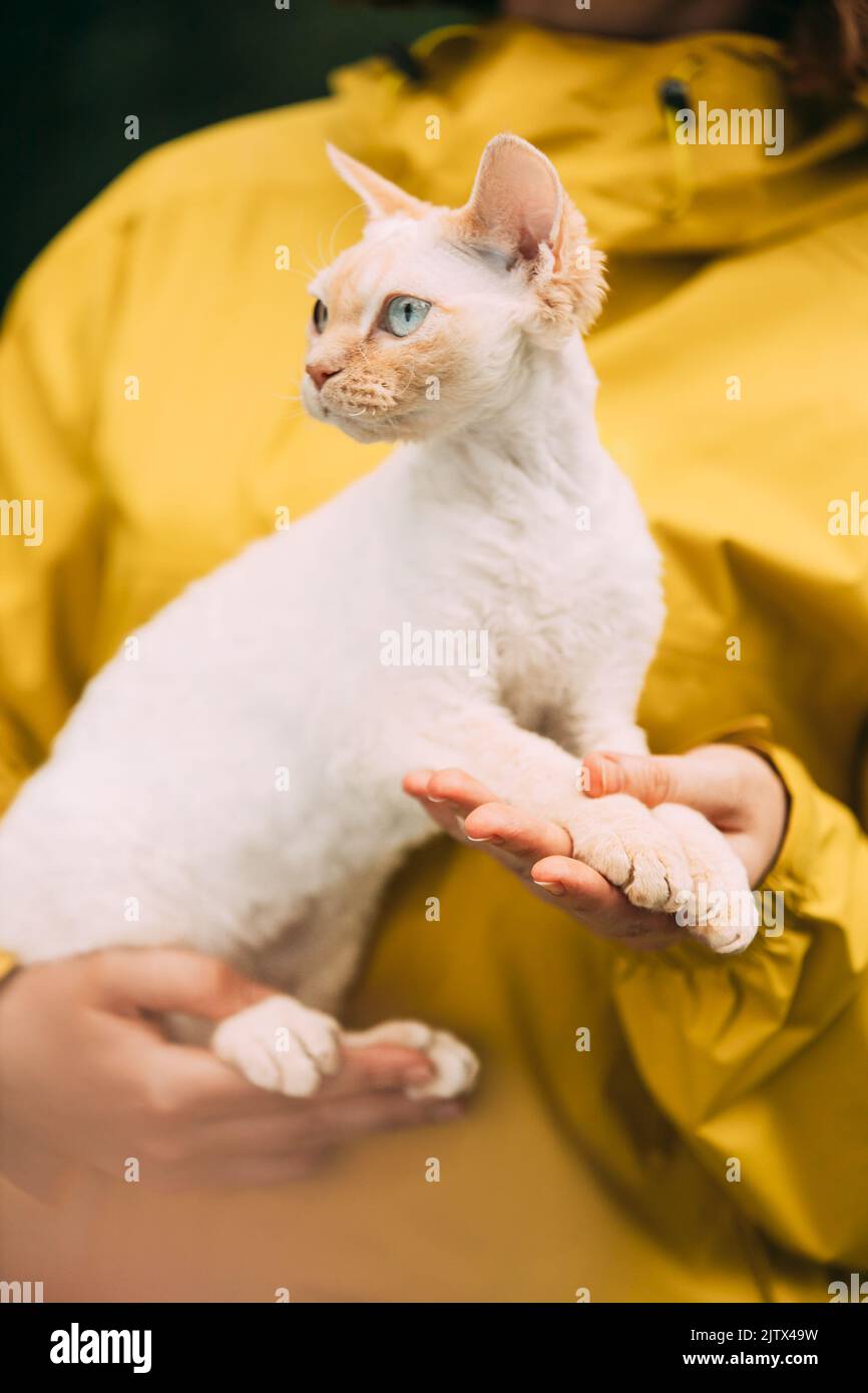 Cats Portrait. Obedient Devon Rex Cat With Cream Fur Color Sitting On ...