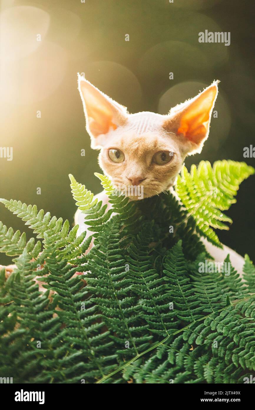 Portrait Of Devon Rex Cat Posing In Fern Thicket With Cream Fur Color ...