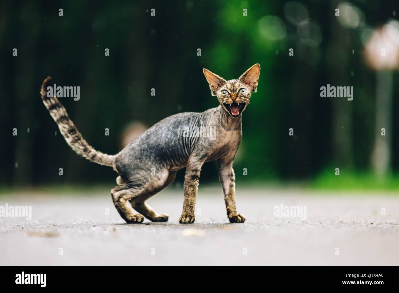 Funny Cute Beautiful Curious Playful Devon Rex Cat Looking At Camera ...