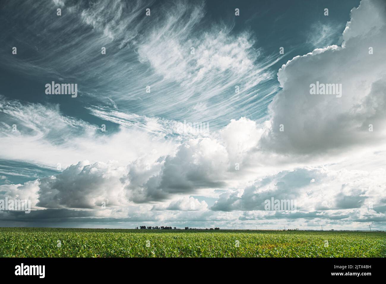Cumulus Clouds Above Corn Field In Spring Summer Cloudy Day. Harvest ...