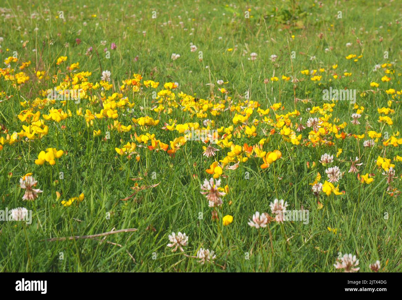 Trefoil clover hi-res stock photography and images - Alamy