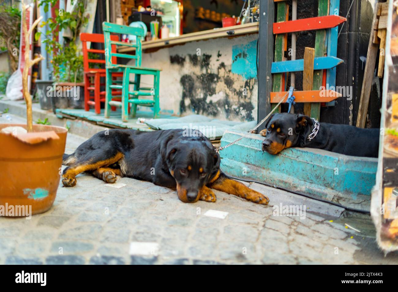 Two .rottweiler dogs lying in the street of Balat district in Istanbul ...