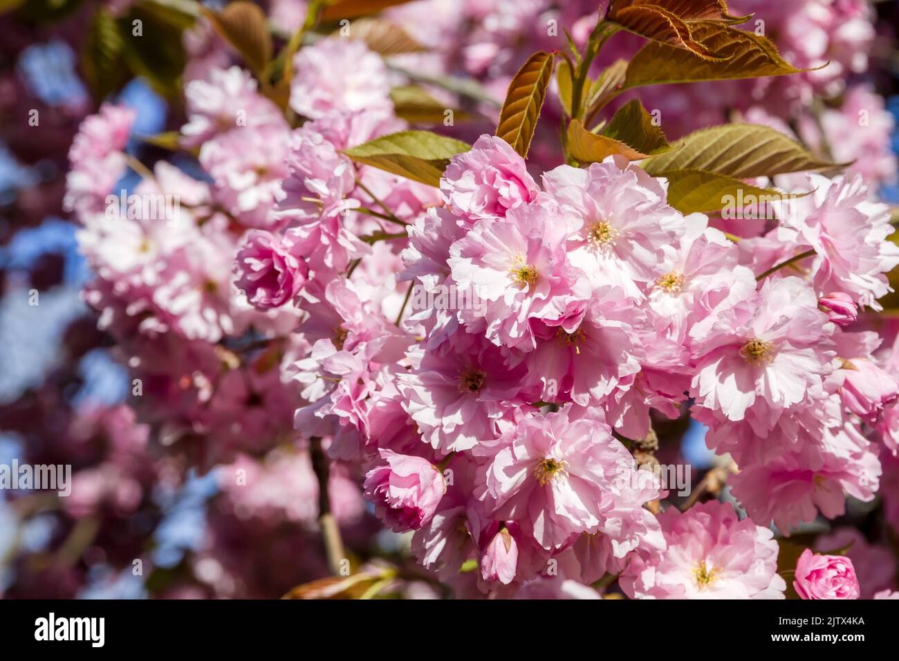 Japanese cherry blossom branch in spring. Closeup macro view Stock ...