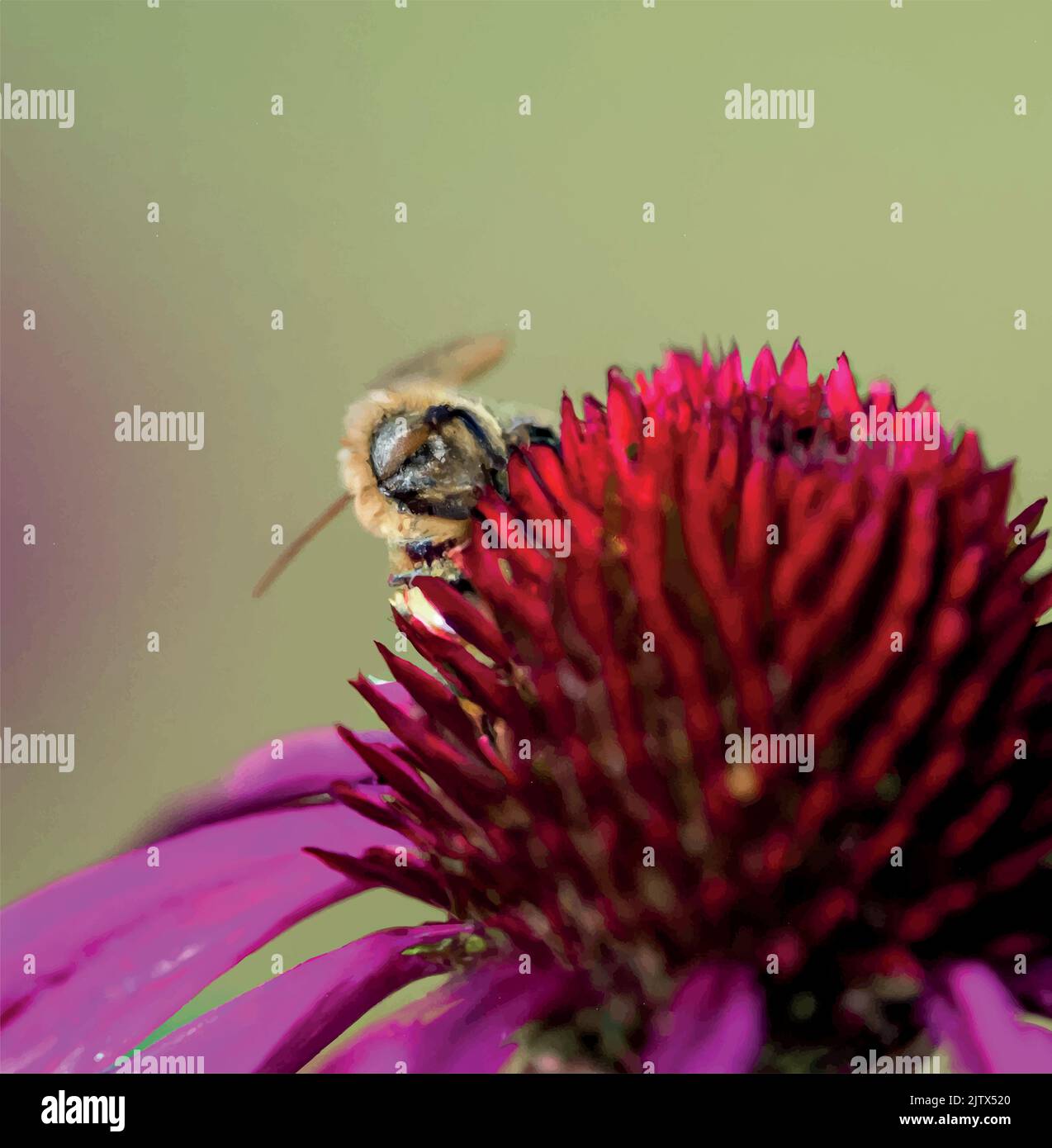 Close up pollination Stock Vector Images - Alamy