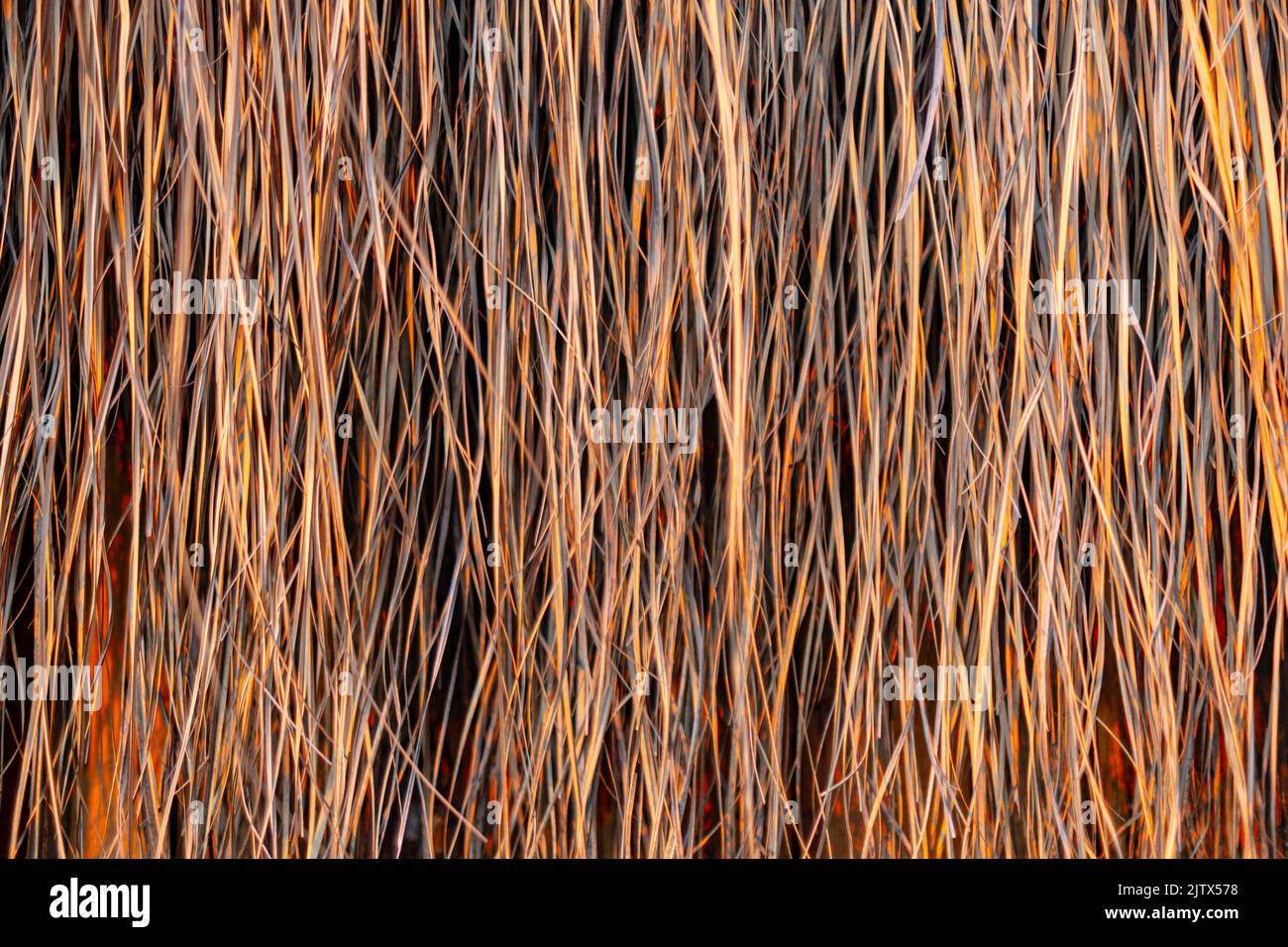 Close up of straw canopy for background Stock Photo - Alamy