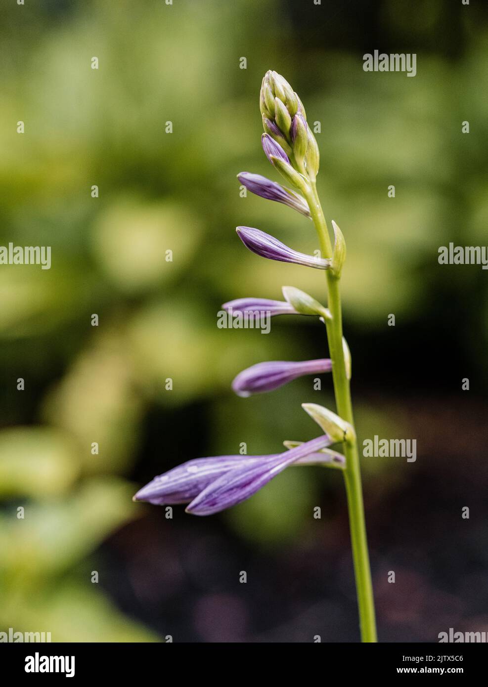 Platain hi-res stock photography and images - Alamy