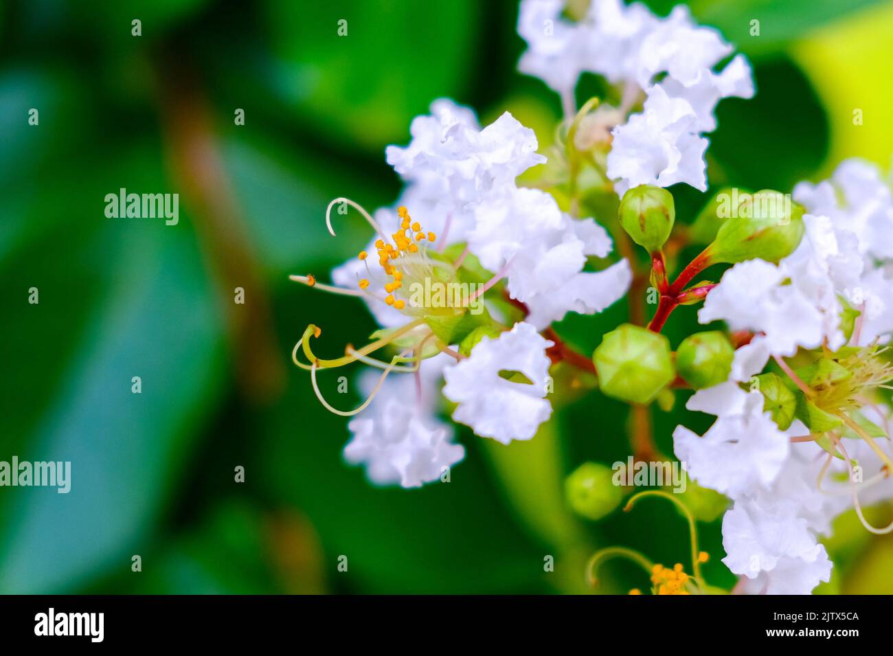 Lagerstroemia white hi-res stock photography and images - Alamy