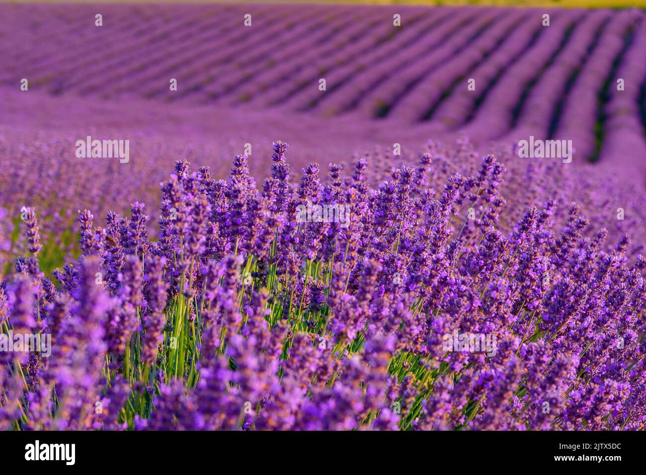 Lavender field rows in summer on sunset Stock Photo - Alamy