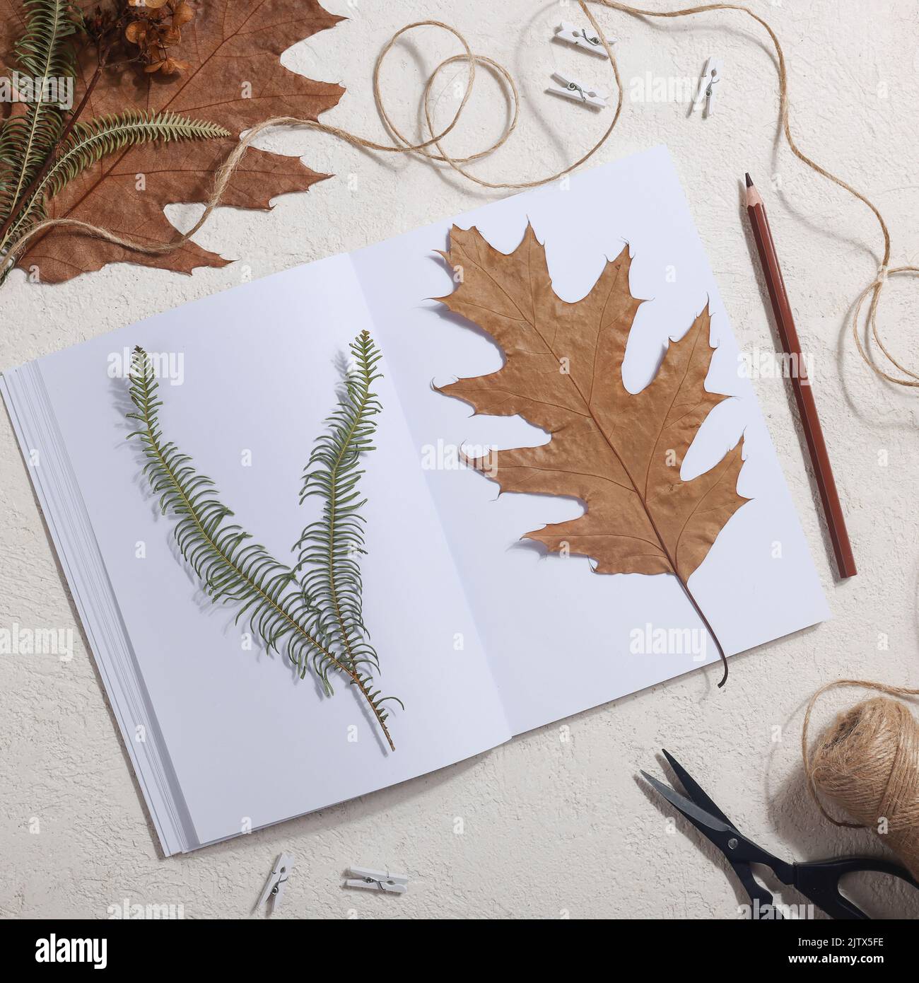 Dried pressed leaf on paper from notebook with pencil , scissors and ...