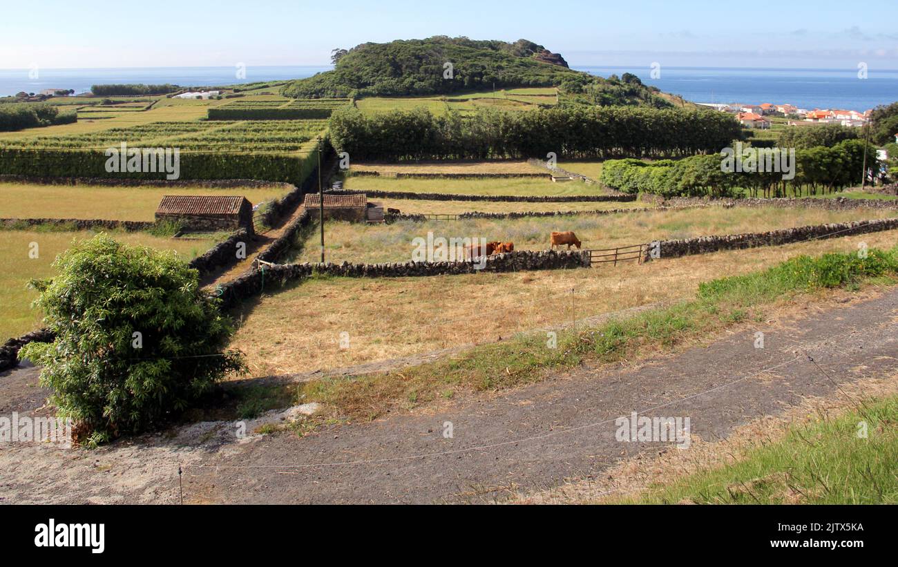 Rural landscape near Porto Judeu, Atlantic Ocean in the background ...
