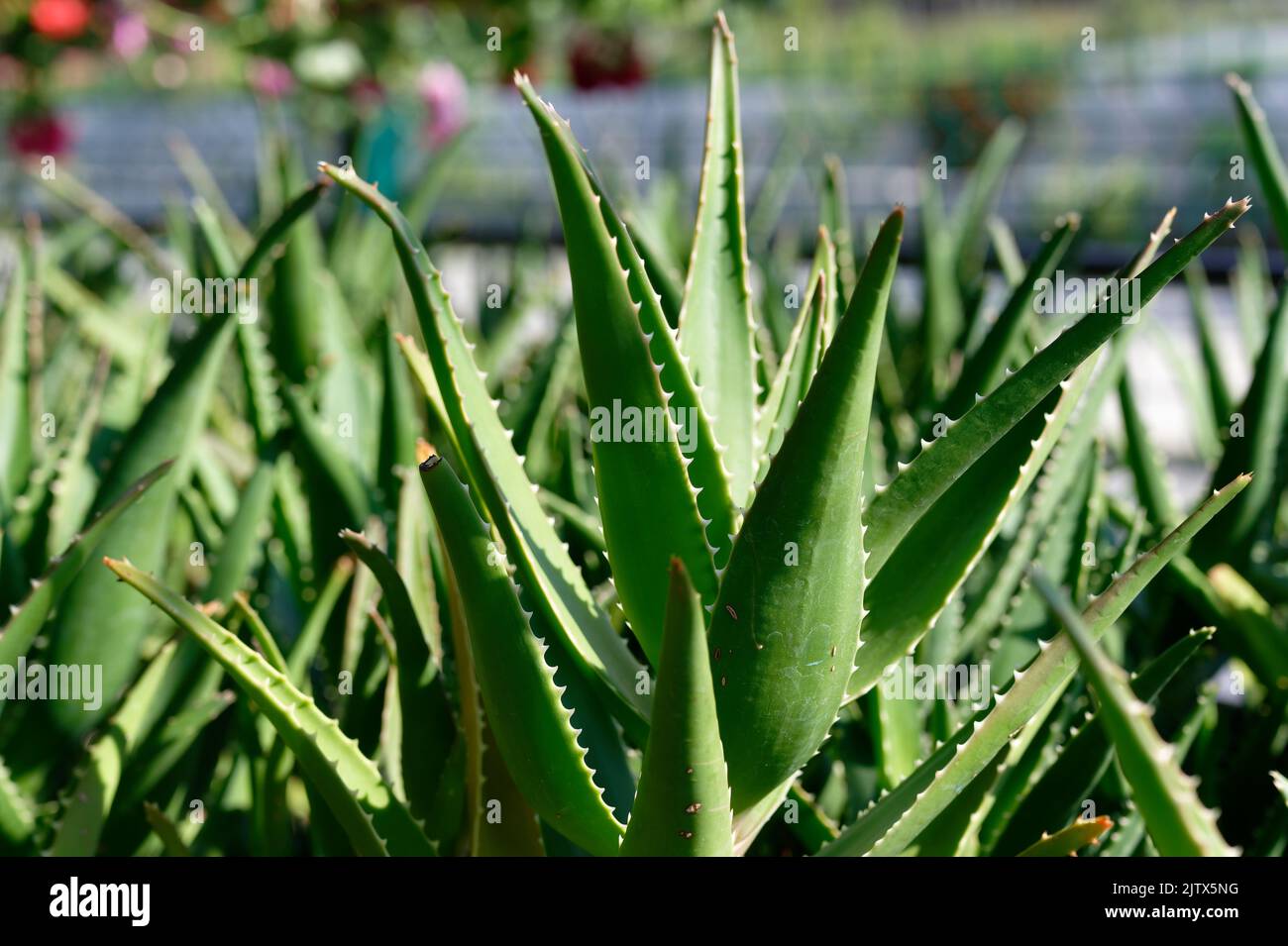 Acer japonicum, Amur maple, Japanese-maple fullmoon maple, Japan ...