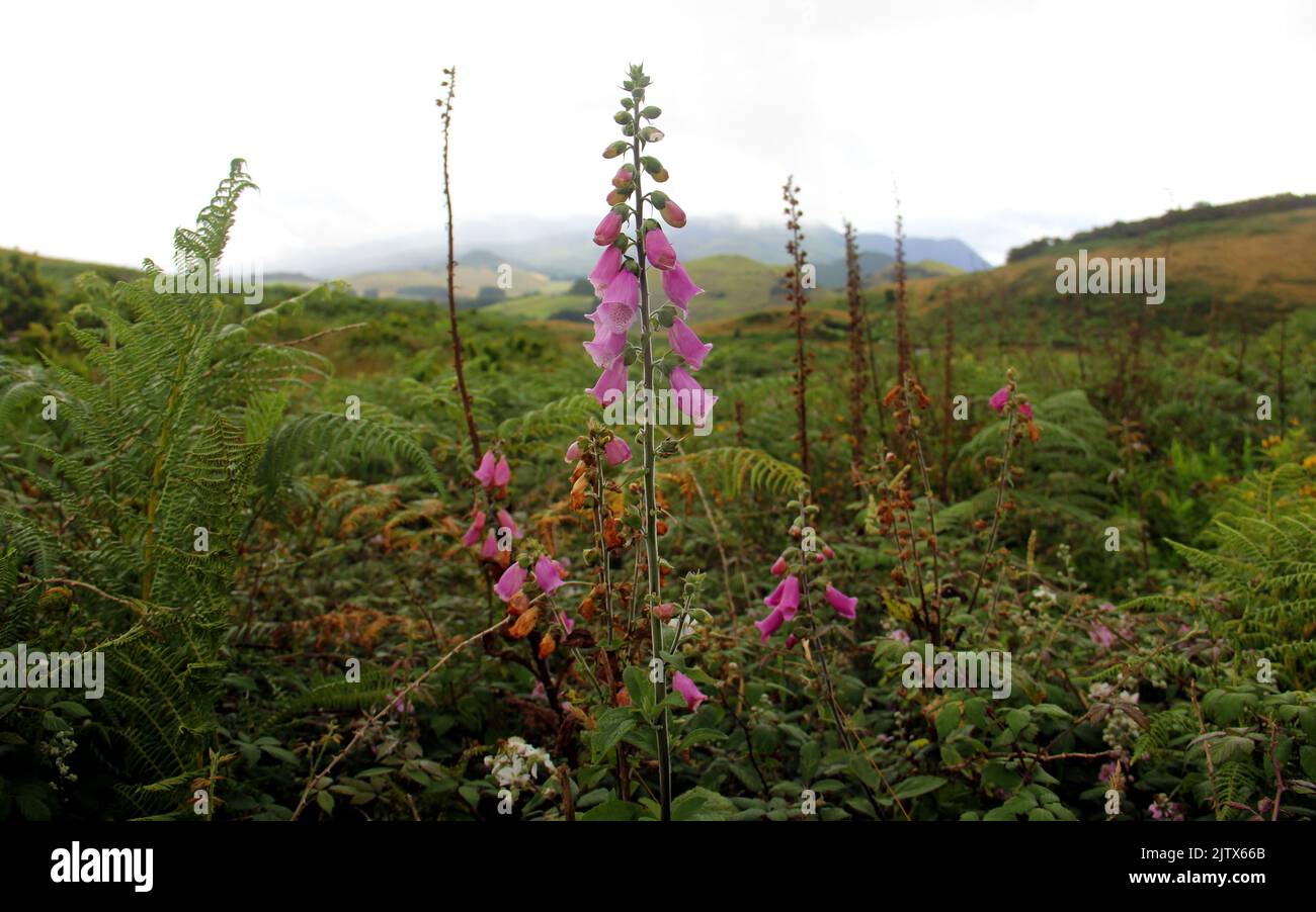 Pink foxglove, wild flowers in the field, on blurred green foliage ...
