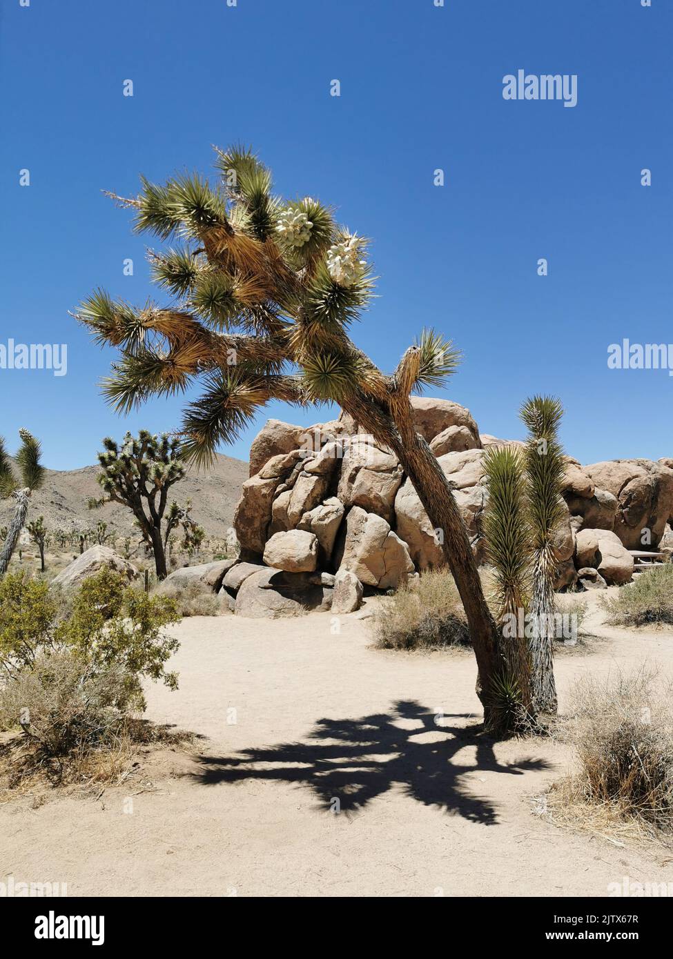 A sunny day over the field and plants in San Francisco, California, USA ...