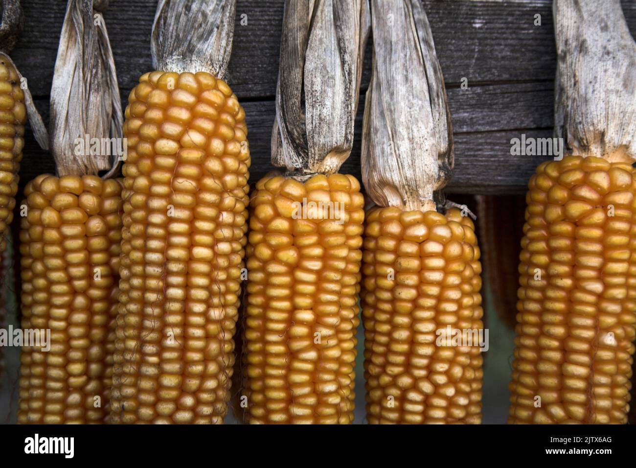 Corncob detail hi-res stock photography and images - Alamy
