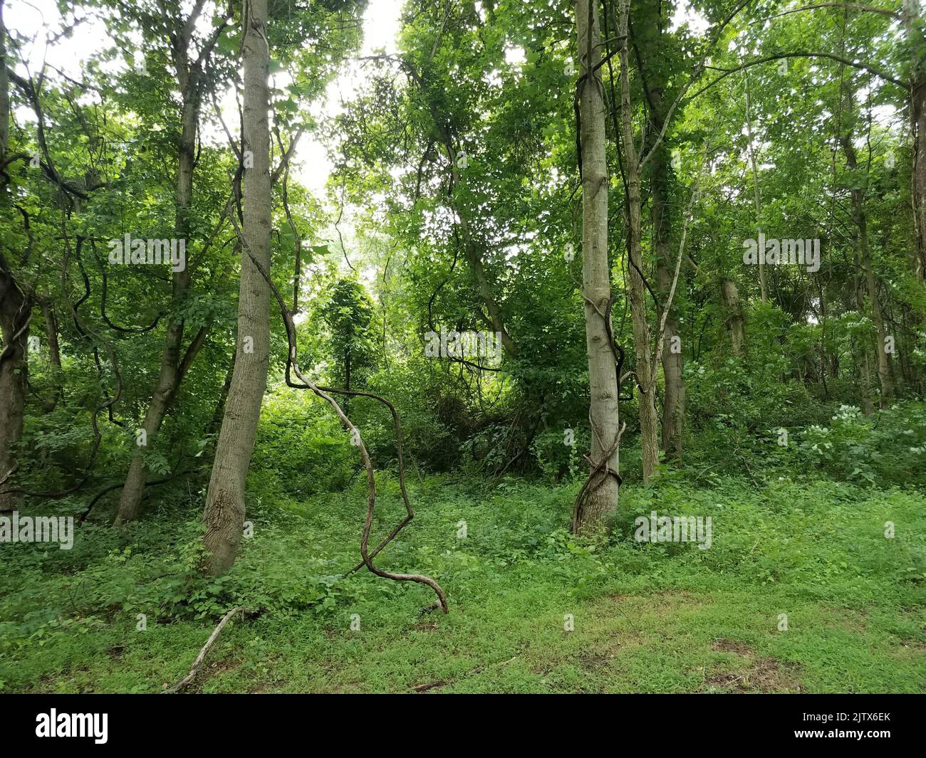 Ivy choking trees hi-res stock photography and images - Alamy