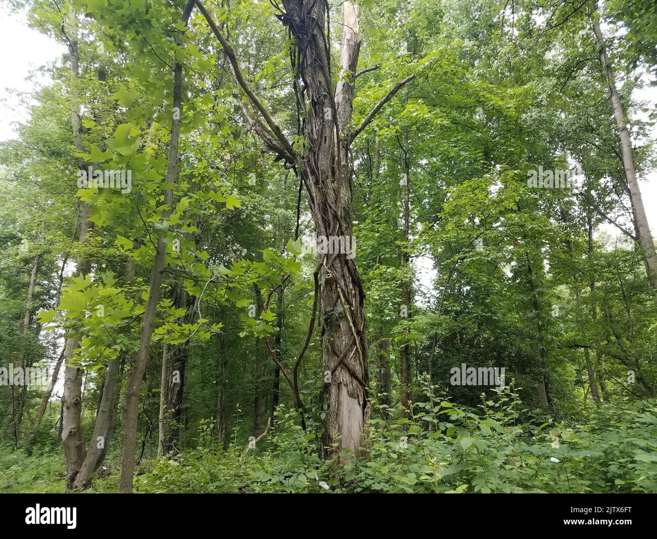 Invasive ivy forest hi-res stock photography and images - Alamy