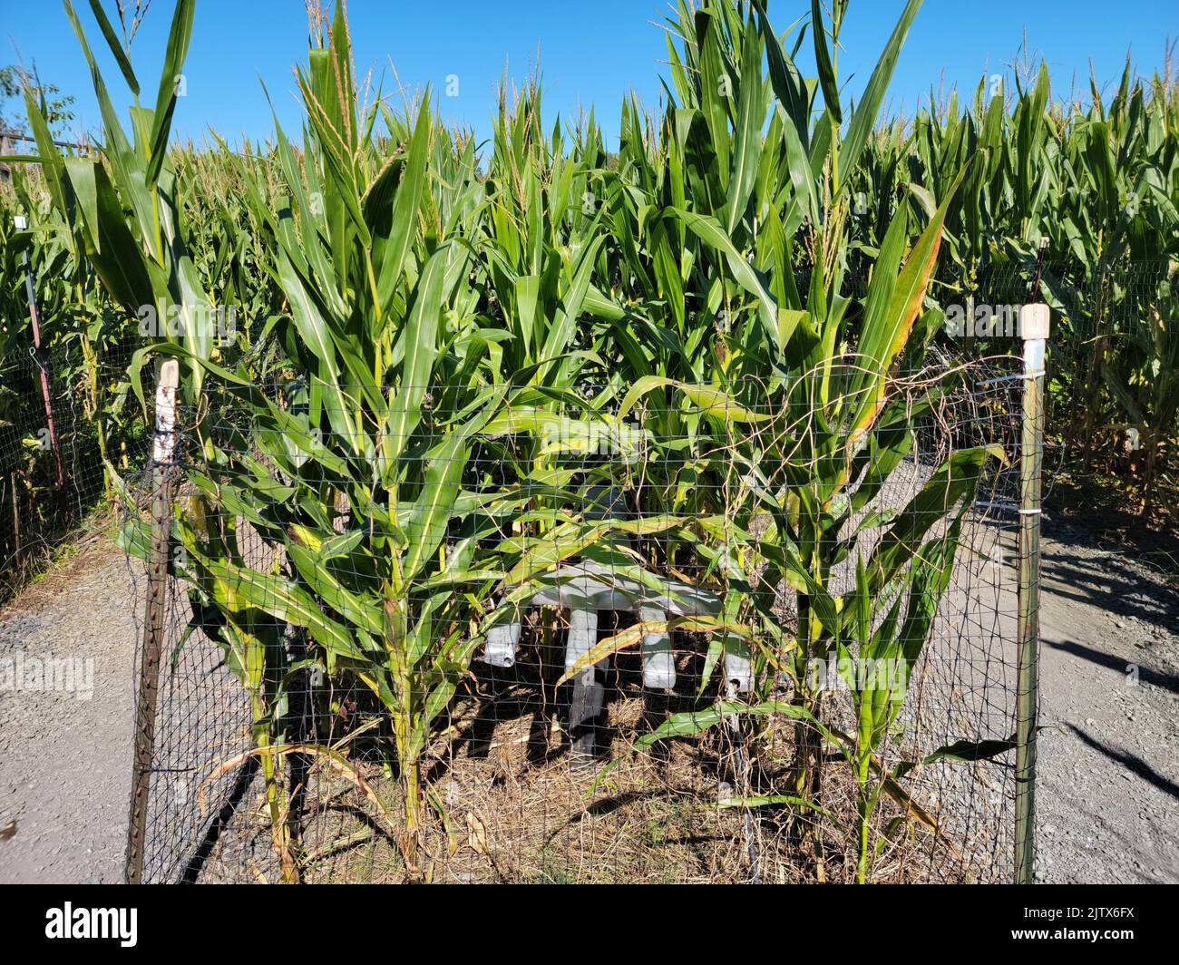Corn field with farm hi-res stock photography and images - Alamy