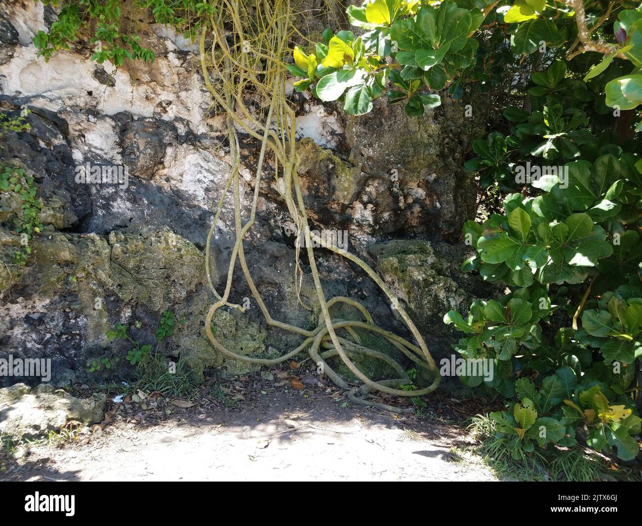 Long root hi-res stock photography and images - Alamy