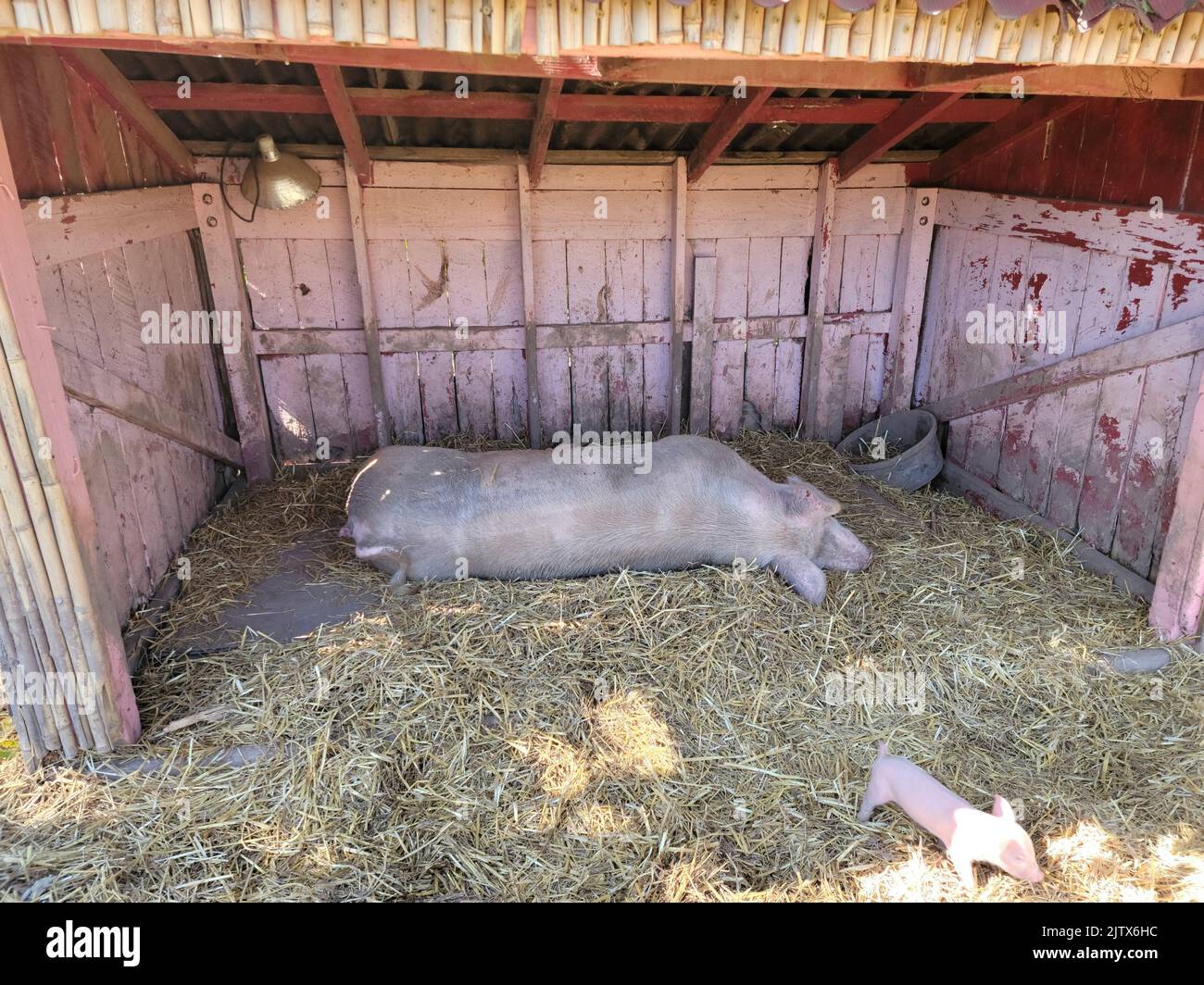 Pig baby mother hi-res stock photography and images - Alamy