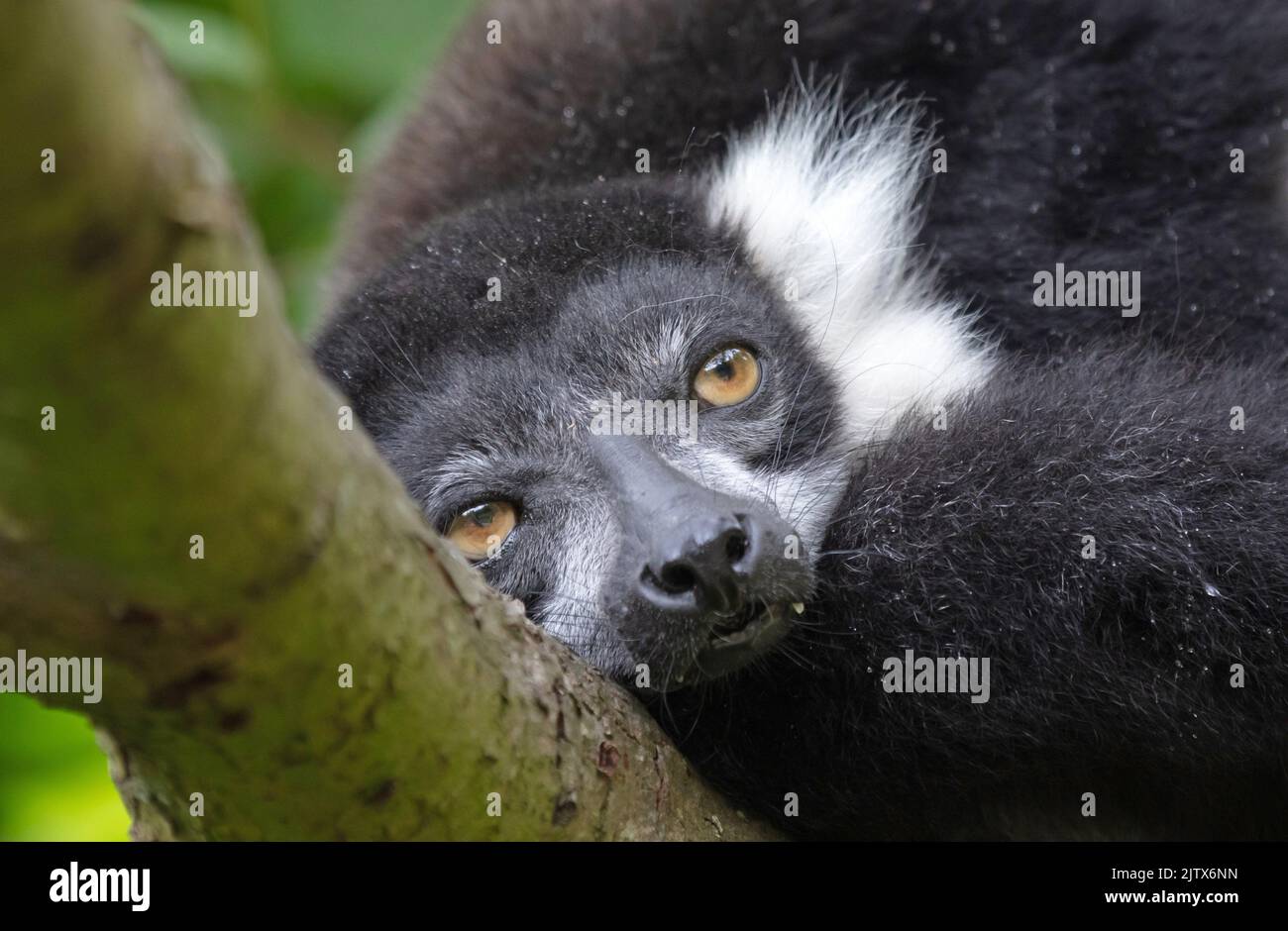 Variegata subcincta hi-res stock photography and images - Alamy