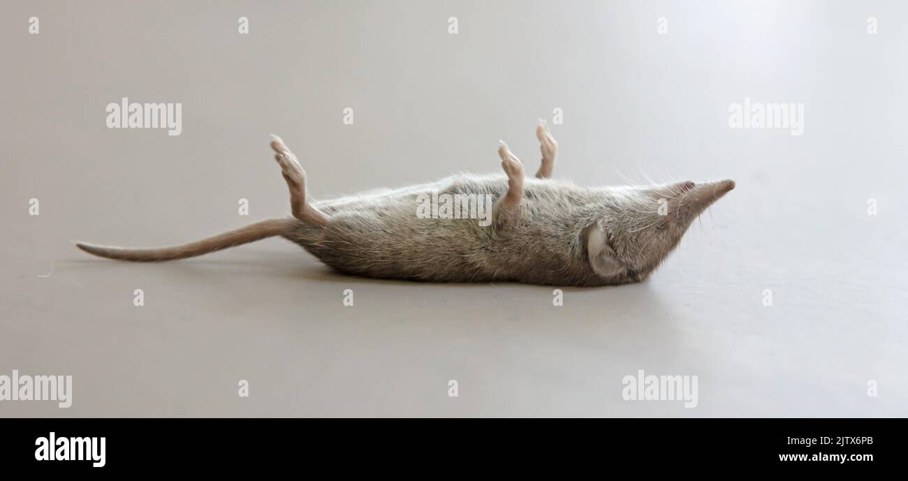 With dead rodent hi-res stock photography and images - Alamy