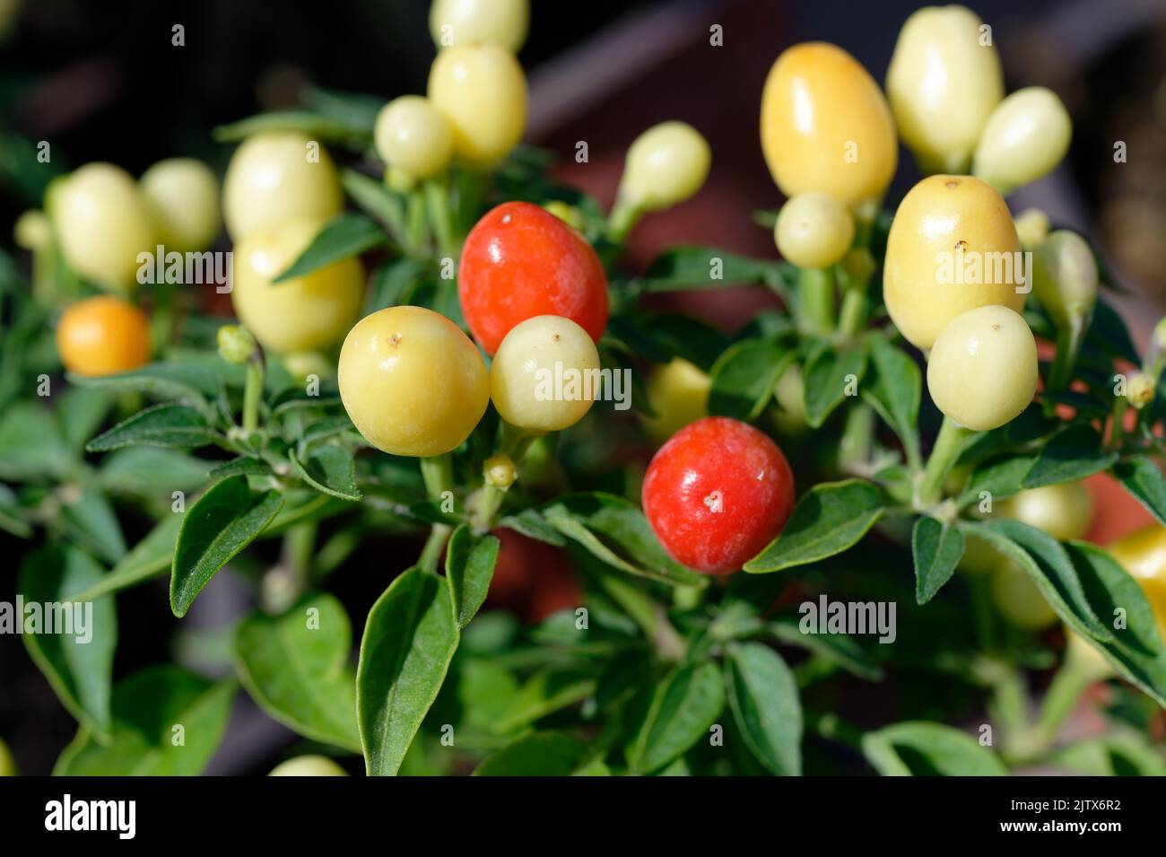 Capsicum annuum ornamental hi-res stock photography and images - Alamy