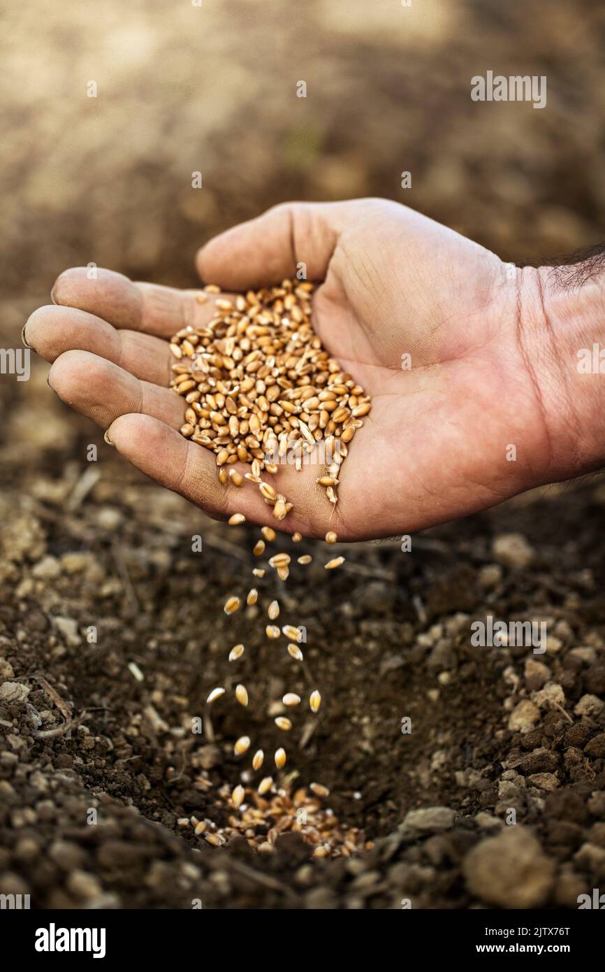 Sowing hand hi-res stock photography and images - Alamy