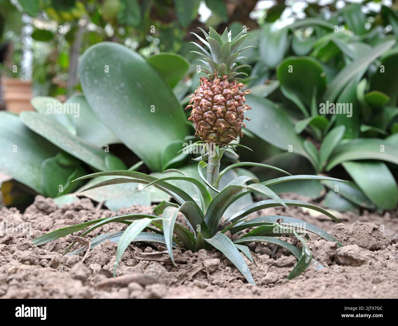 Tiny pineapple growing in a plantation, selective focus Stock Photo - Alamy