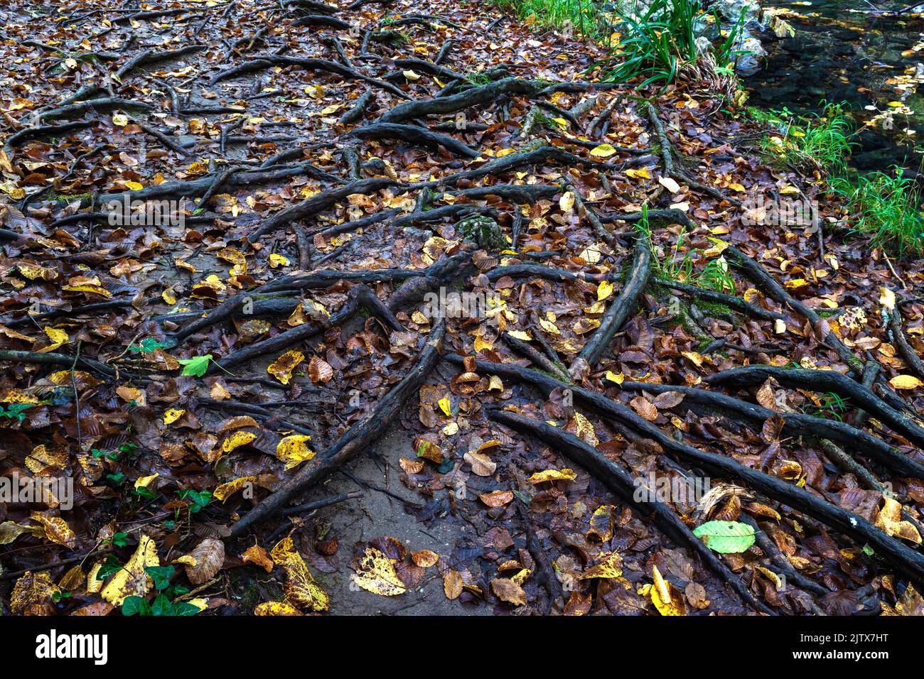Earth roots hi-res stock photography and images - Alamy