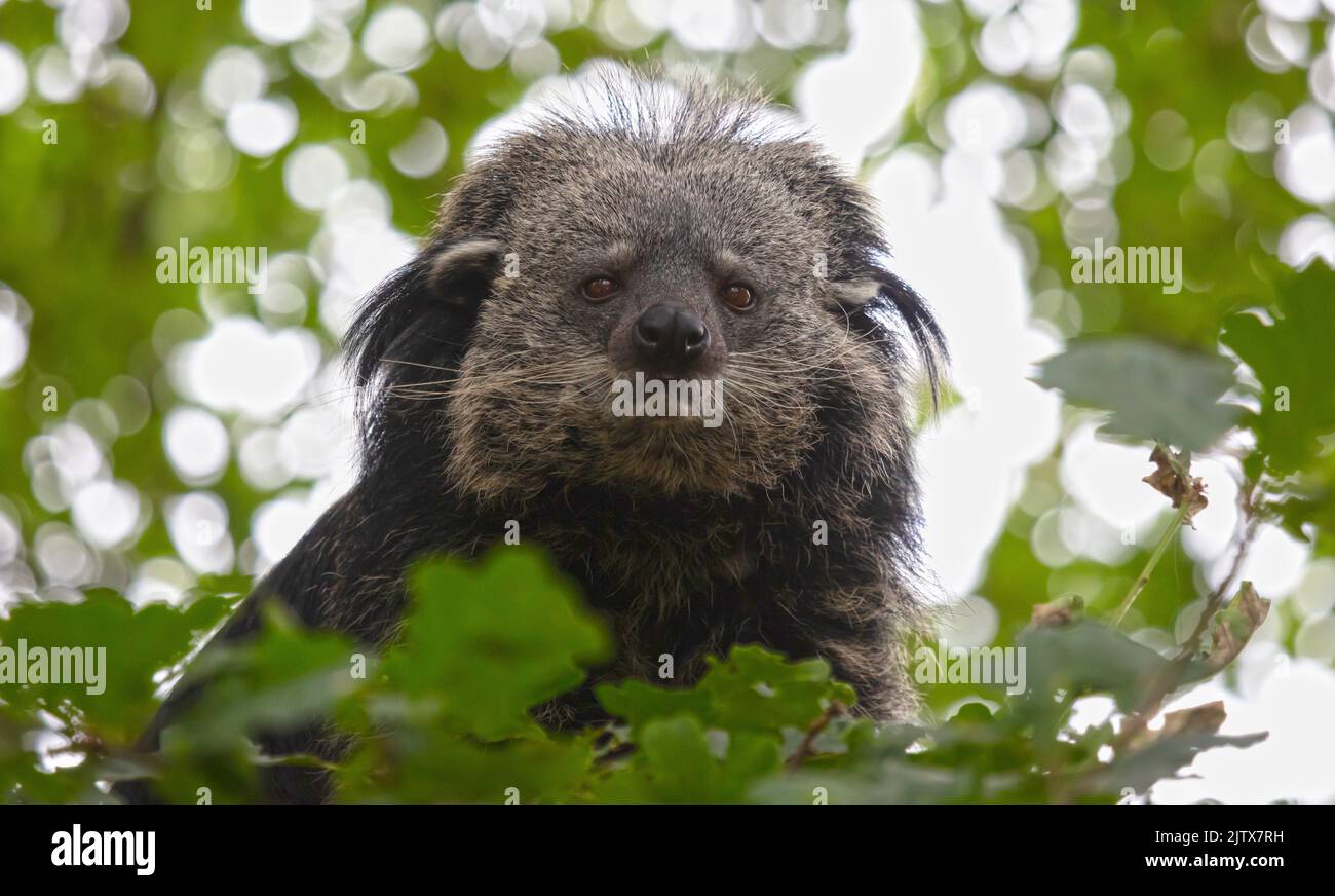 Bearcat or binturong, its scientific name is Arctictis binturong Stock ...