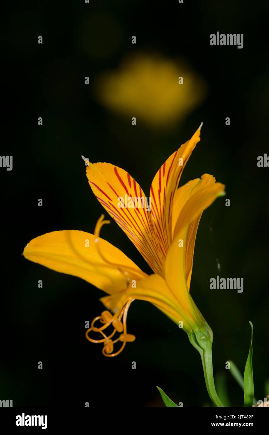 Peruvian national flower hi-res stock photography and images - Alamy