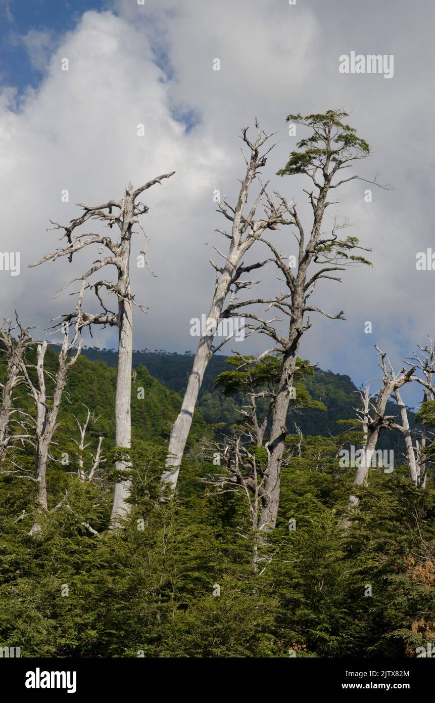 Chile biodiversity hi-res stock photography and images - Alamy