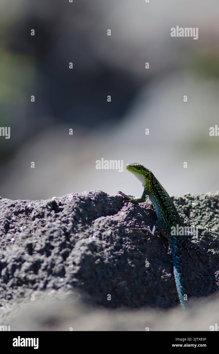 Jewel lizard liolaemus tenuis hi-res stock photography and images - Alamy