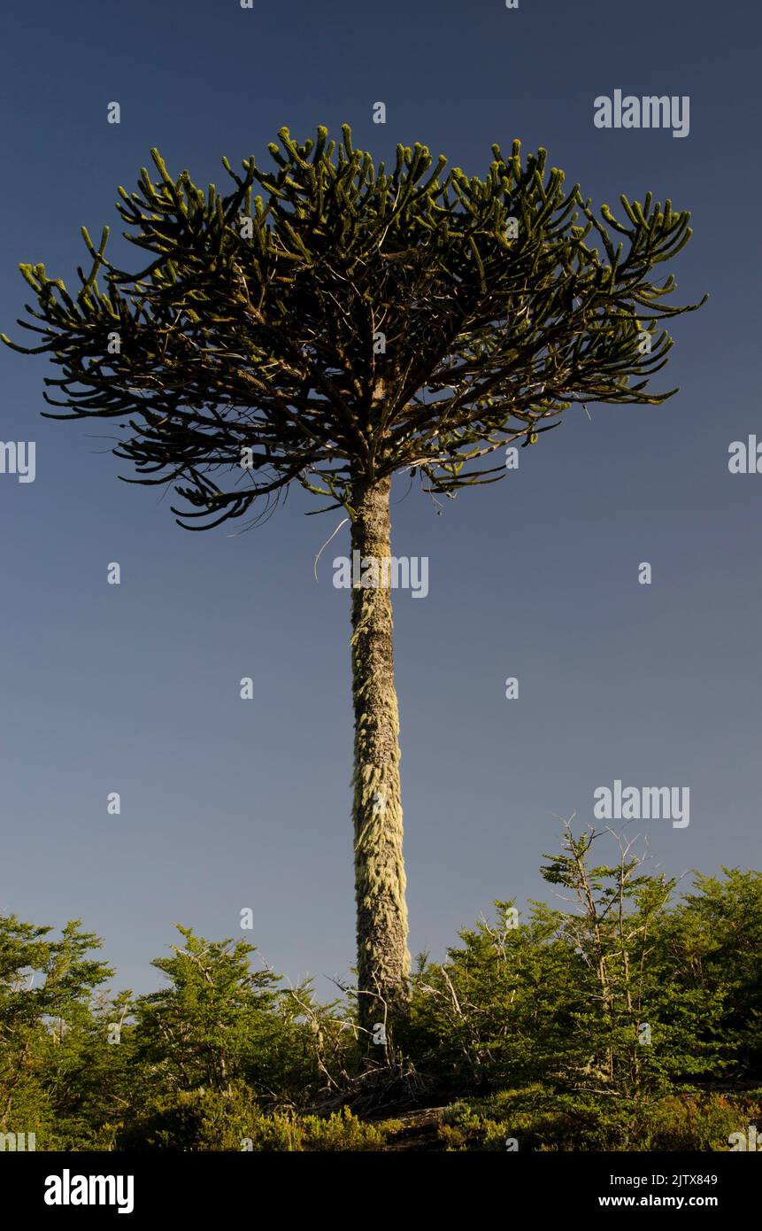 Araucaria araucania region chile hi-res stock photography and images ...