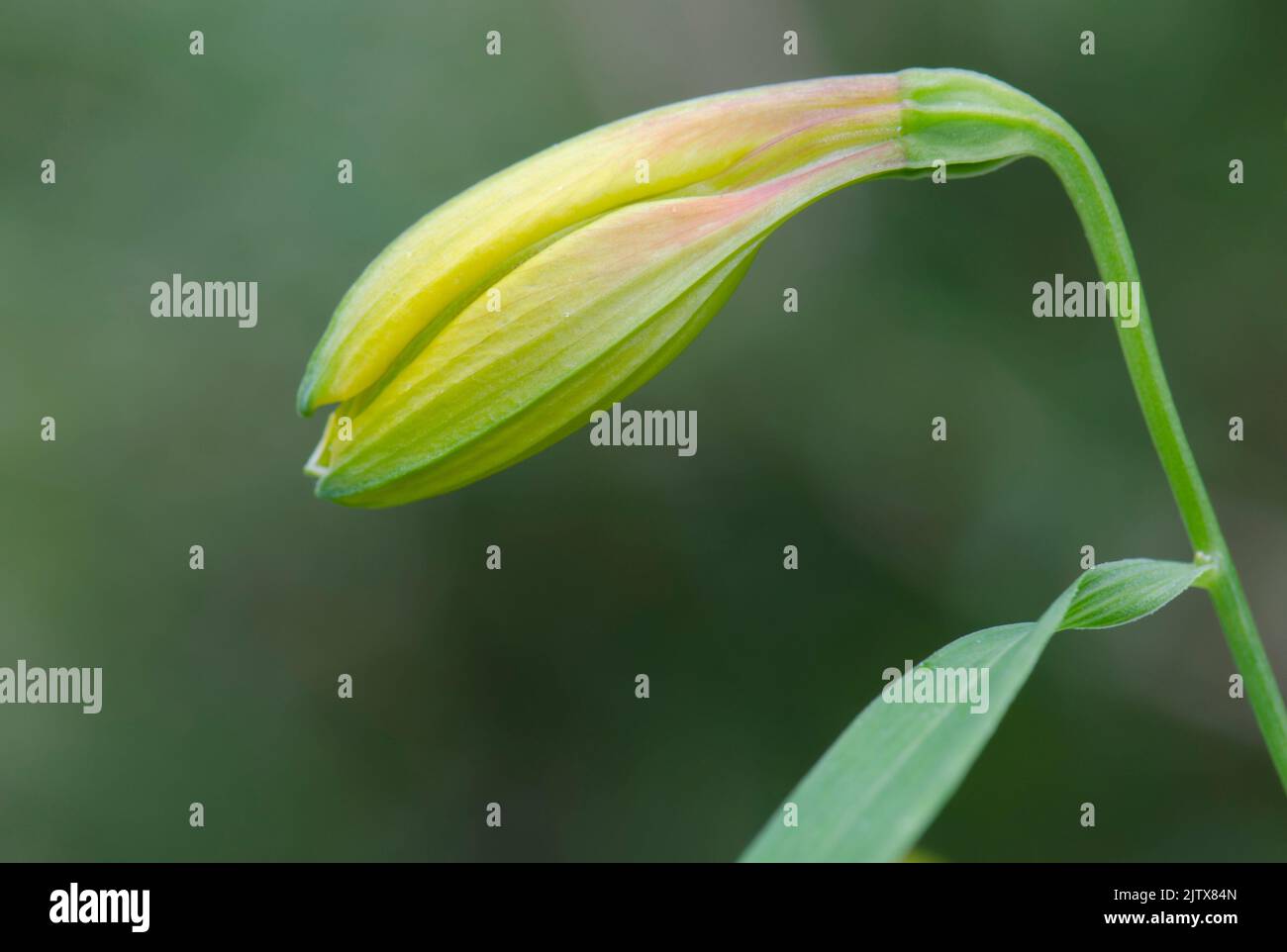 Peruvian national flower hi-res stock photography and images - Alamy