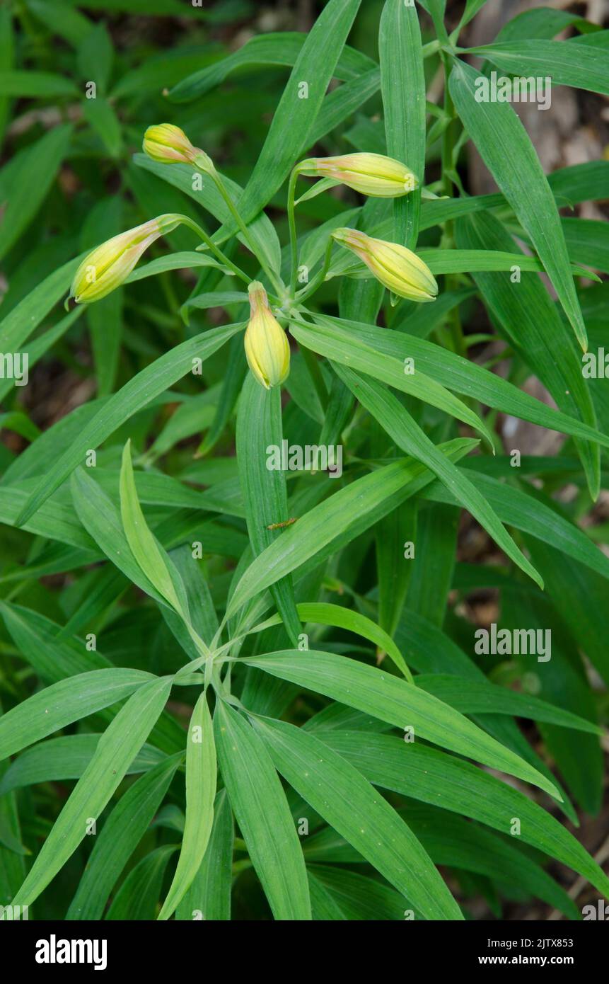 Peruvian national flower hi-res stock photography and images - Alamy