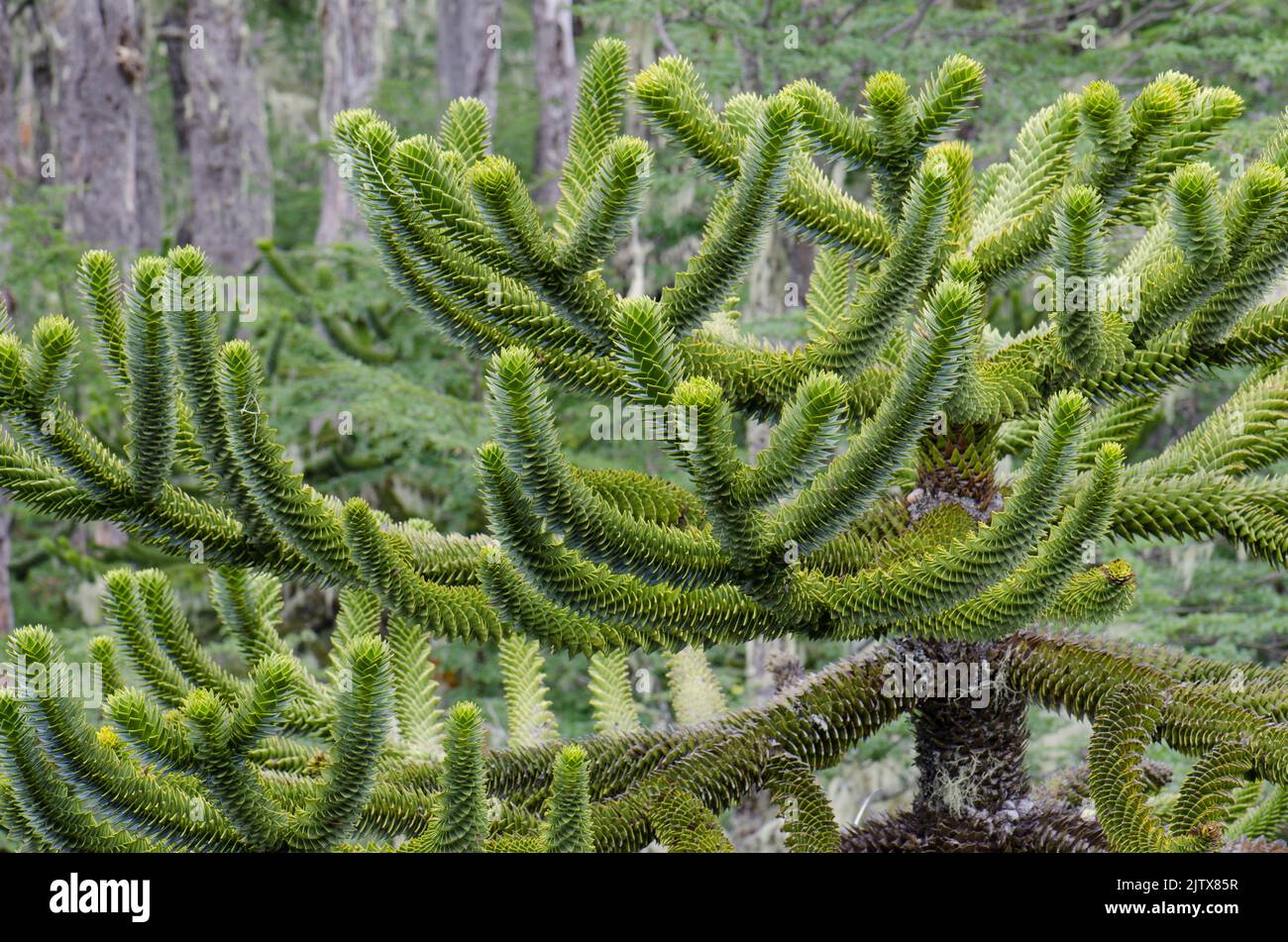 Araucaria araucania region chile hi-res stock photography and images ...