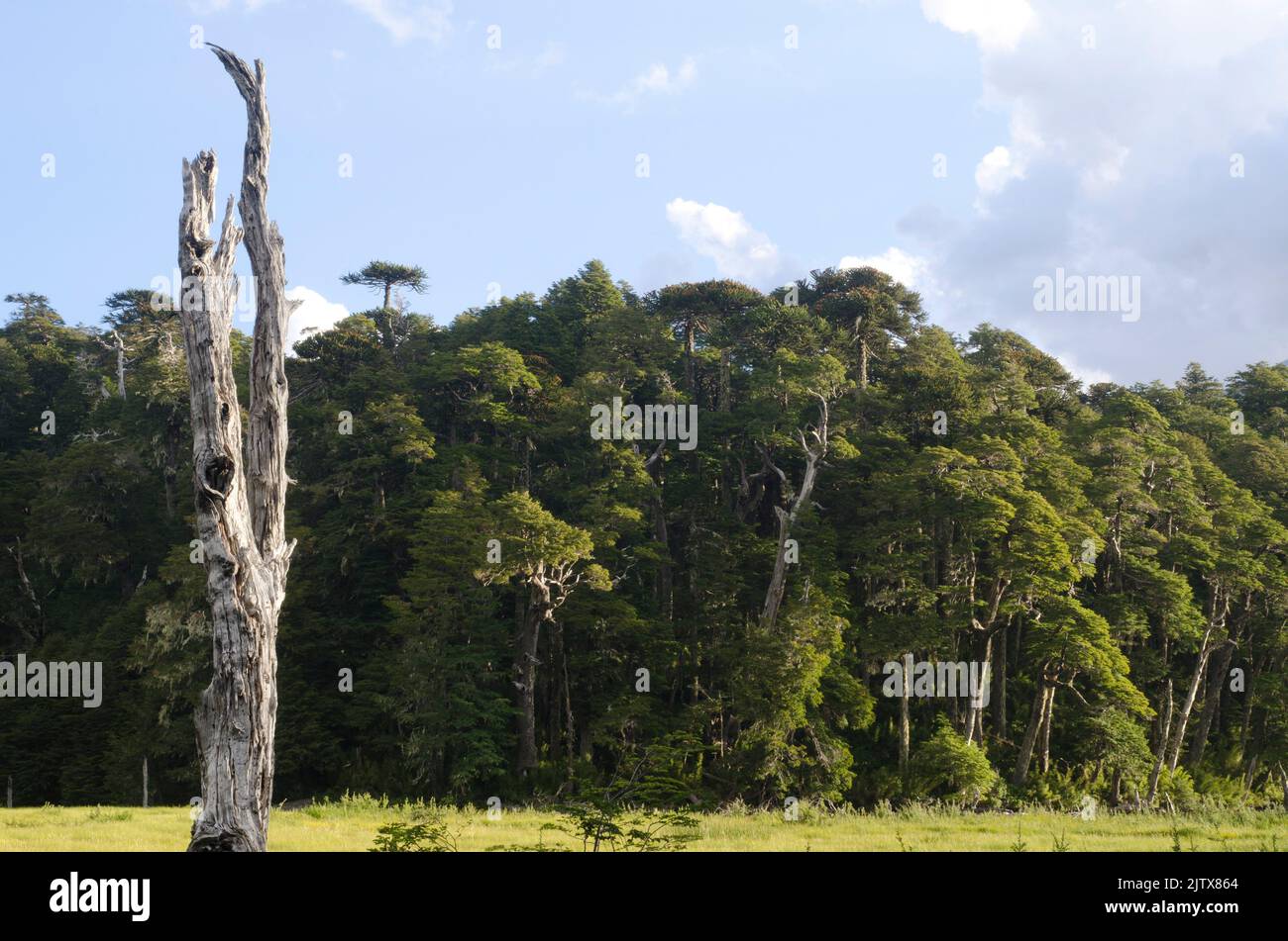 Chile biodiversity hi-res stock photography and images - Alamy