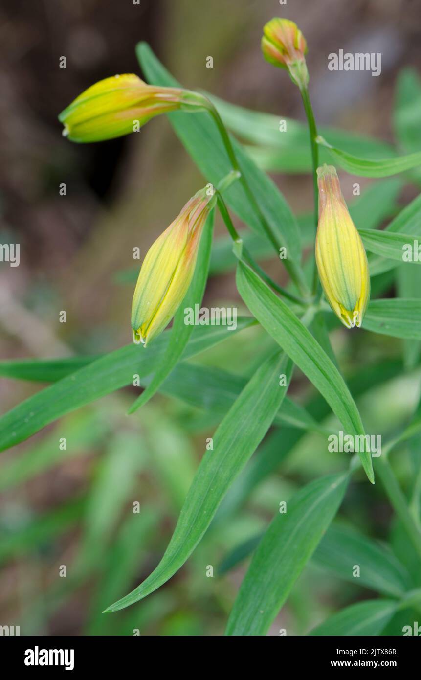Golden peruvian lily alstroemeria aurea hi-res stock photography and ...