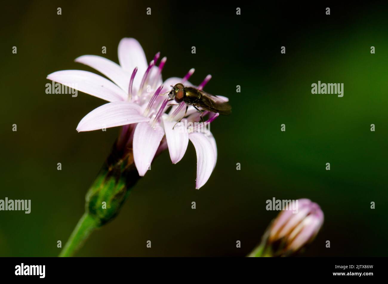 Perezia hi-res stock photography and images - Alamy