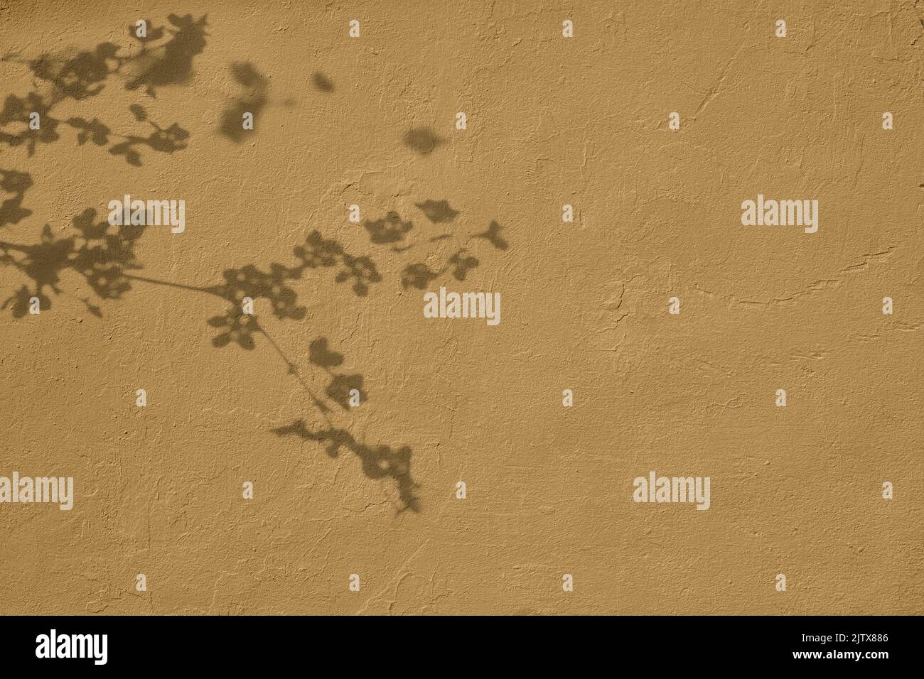 Shadow of cherry flowers on beige concrete wall texture background Stock Photo - Alamy