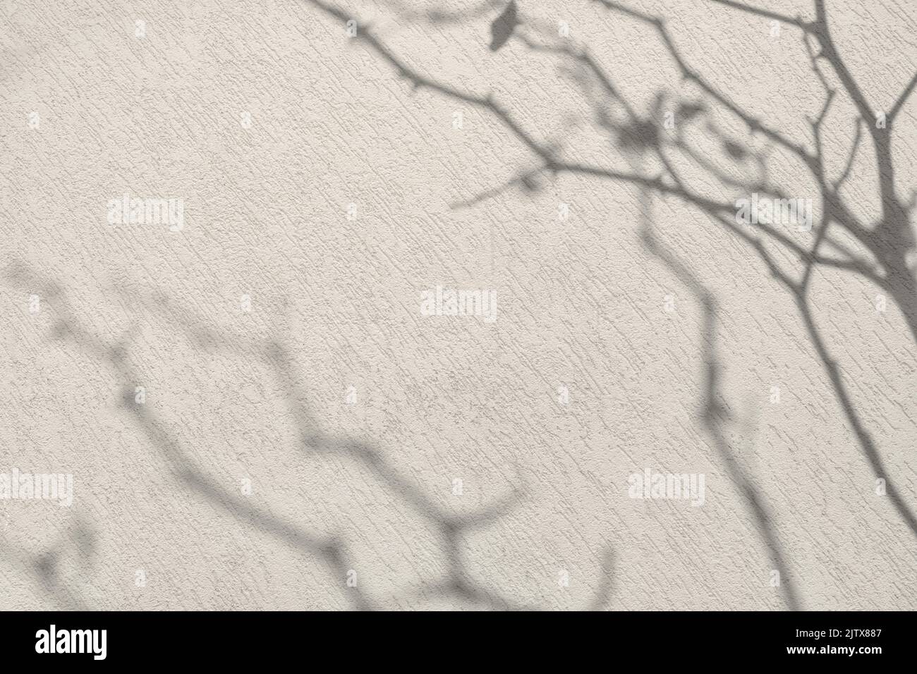 Shadow of branches on beige concrete wall texture background Stock Photo - Alamy