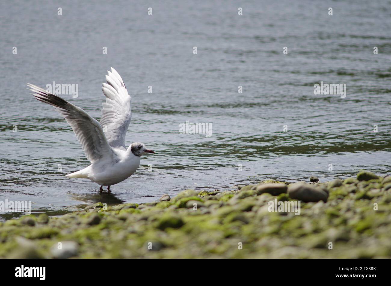 Brown hooded seagull hi-res stock photography and images - Alamy